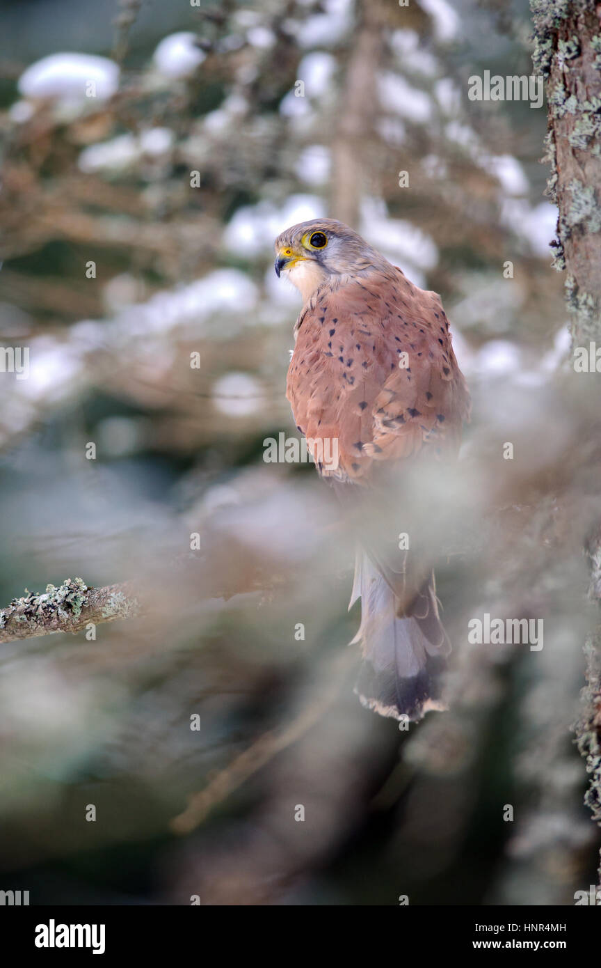 Common kestrel sitting in winter on coniferous tree with lichen. Snow ...
