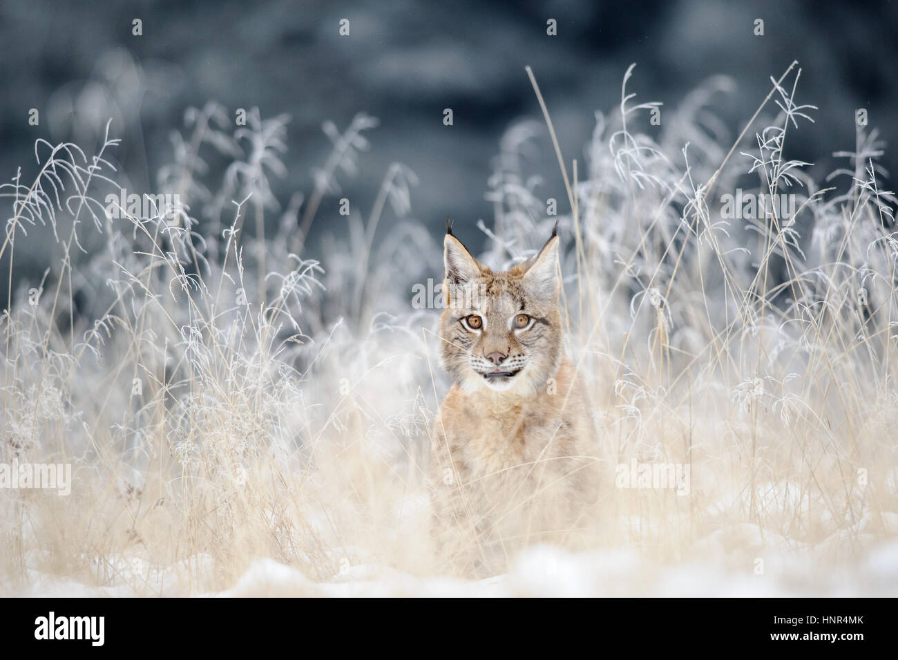Eurasian lynx cub hidden in high yellow grass with snow. Cold winter ...
