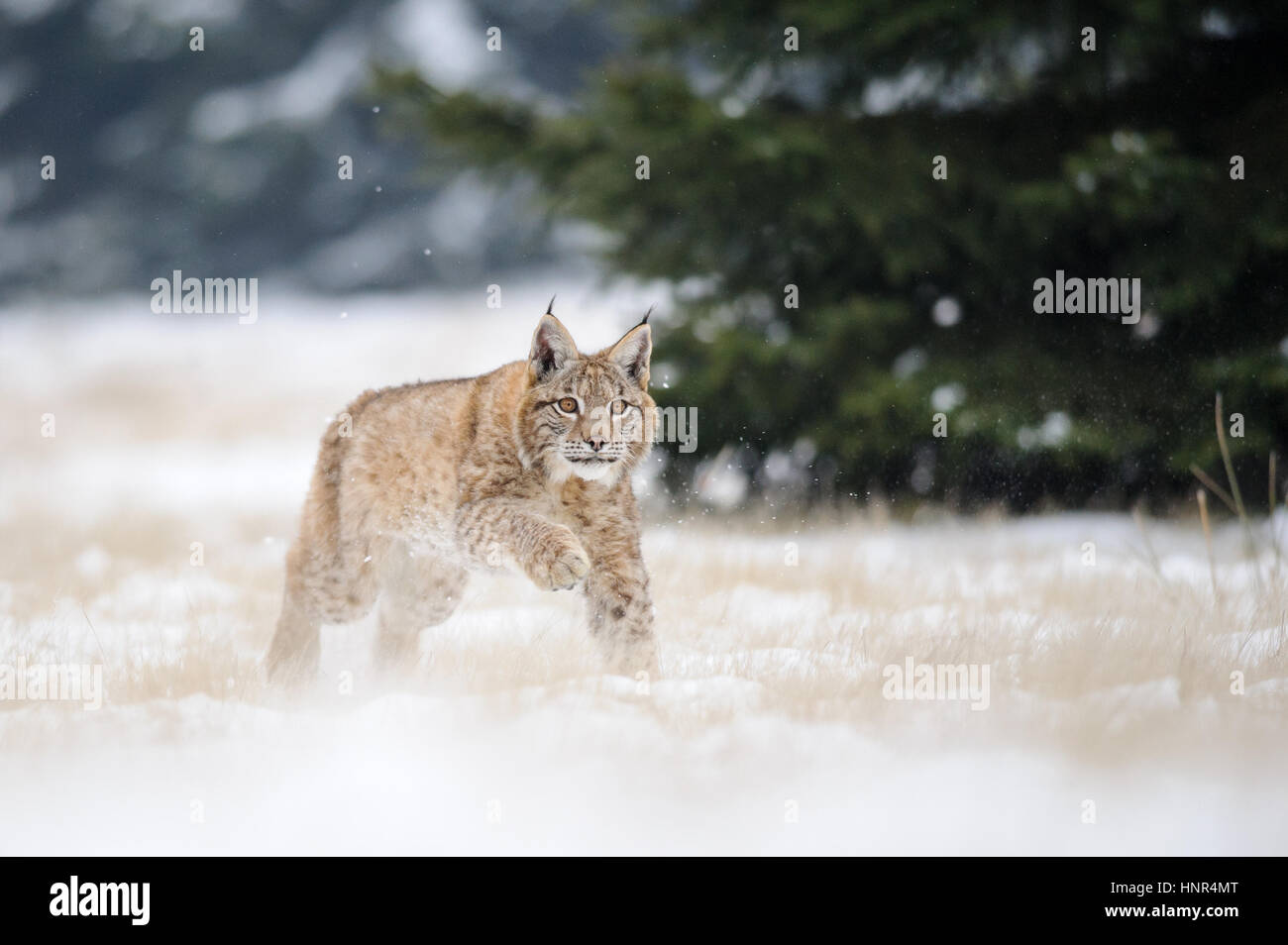 Running eurasian lynx cub on snowy ground with green tree on background ...