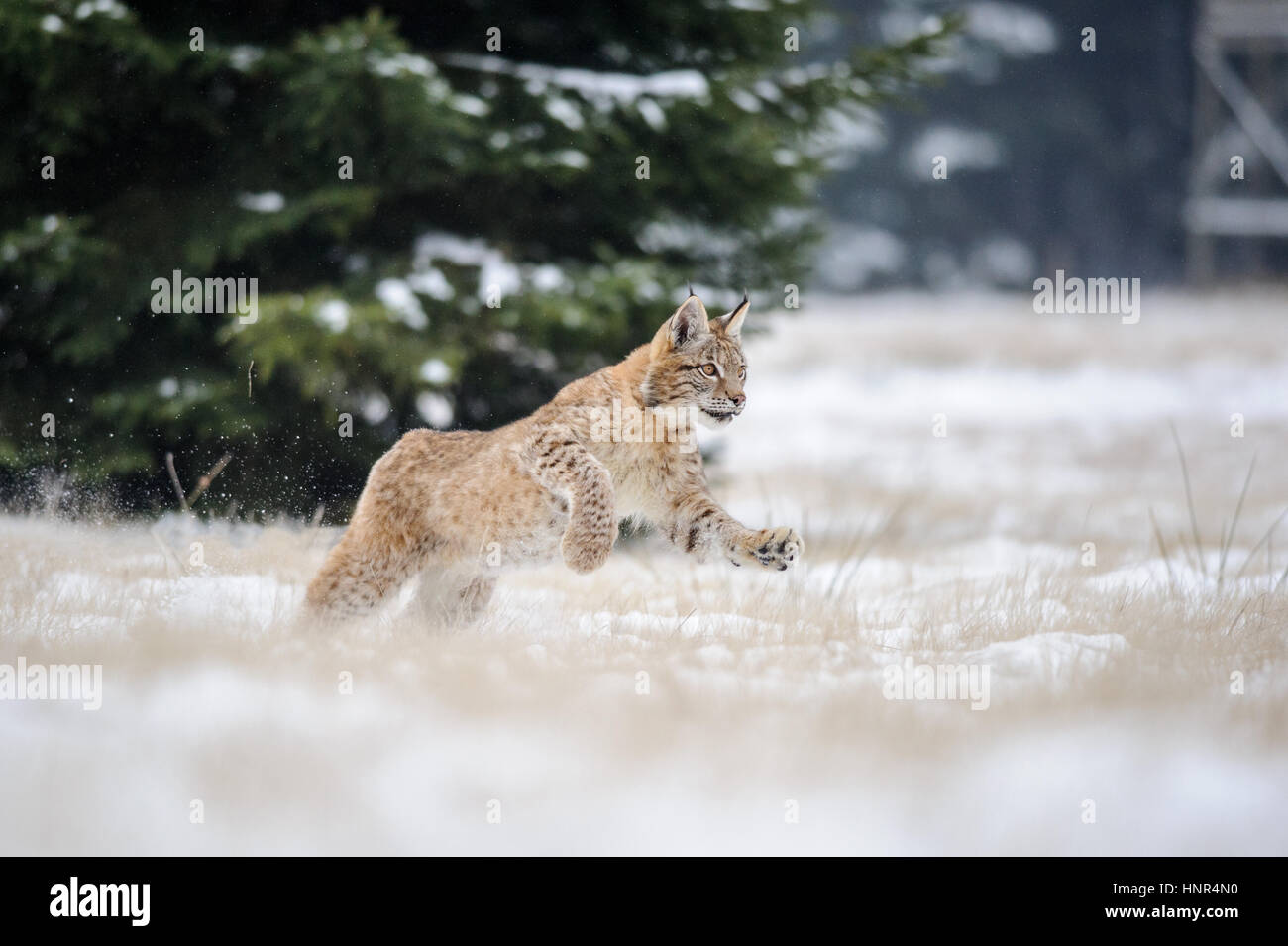 Freezy cold weather hi-res stock photography and images - Alamy