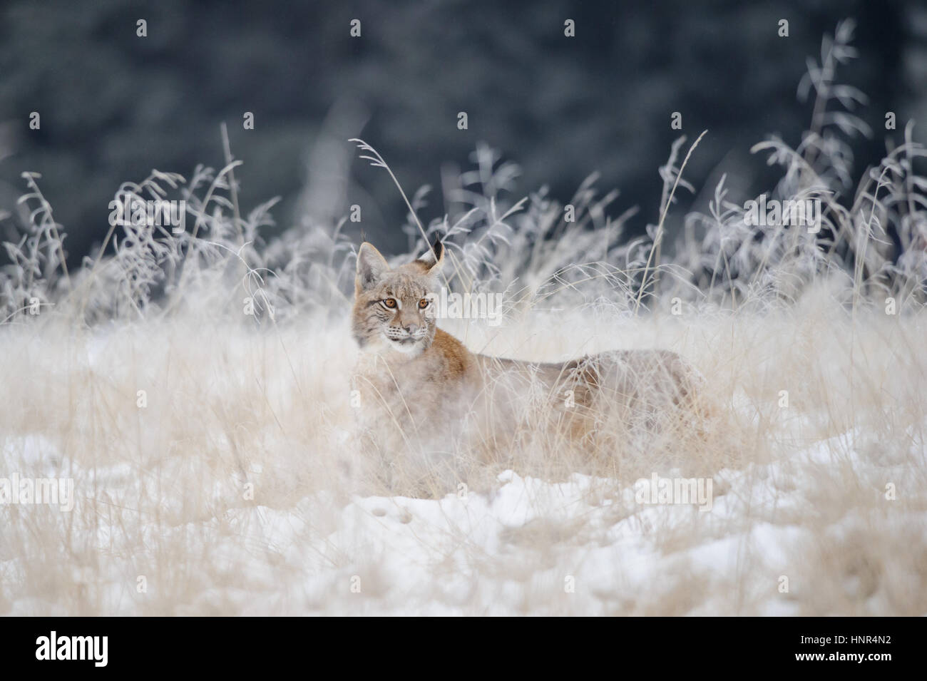 Eurasian lynx cub hidden in high yellow grass with snow. Cold winter ...