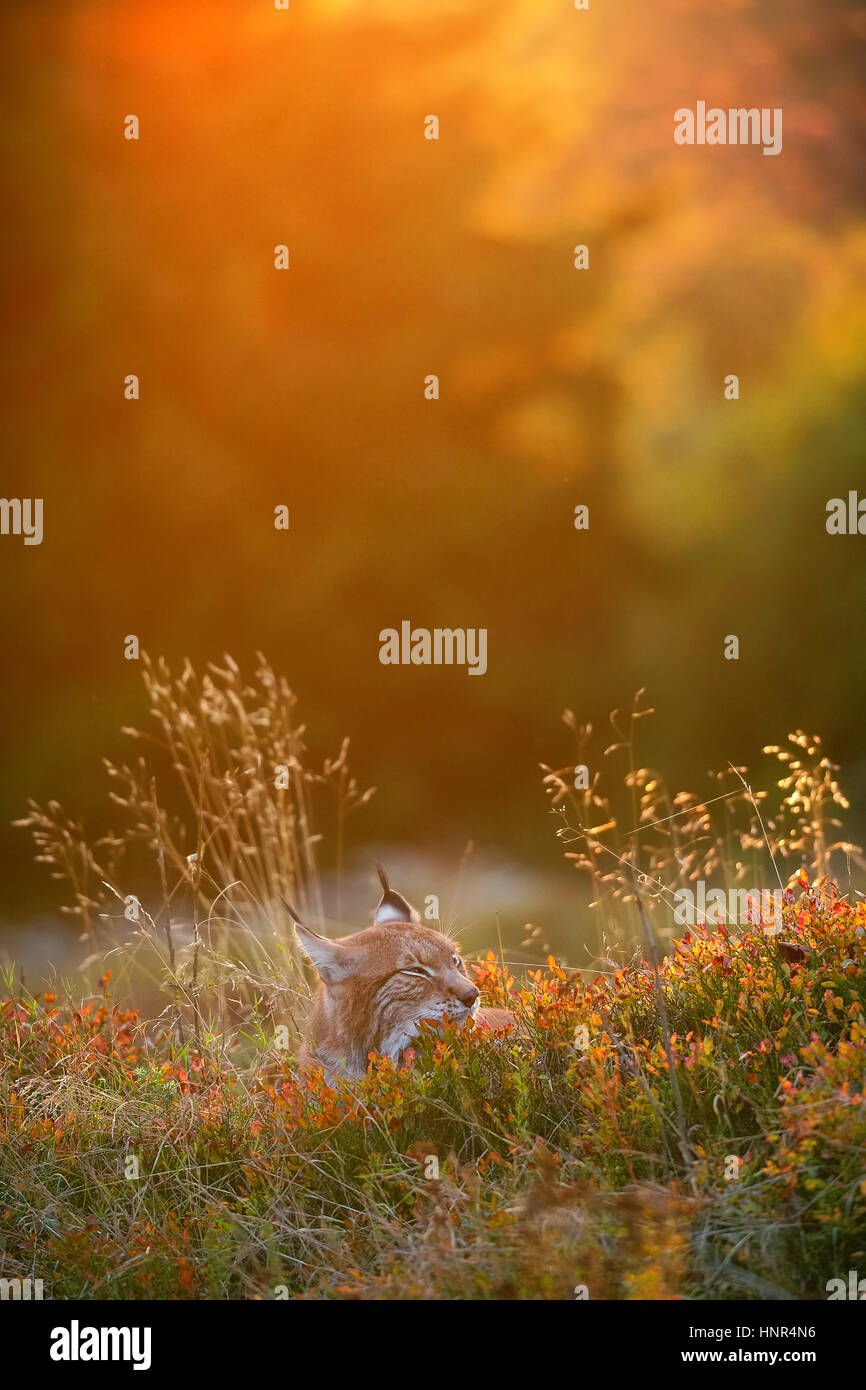 Eurasian lynx lying on the ground in beautiful colorful autumn sunset ...