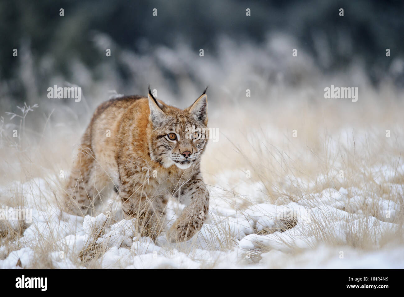 Lynx cub walking snow hi-res stock photography and images - Alamy