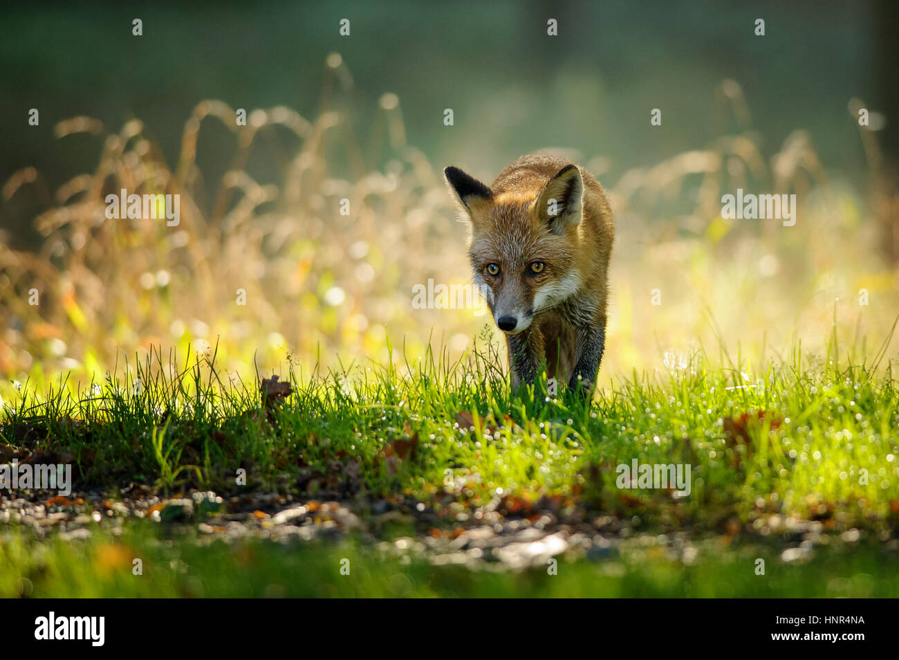 Red fox walking from front view in autumn backlight in colorfull green ...