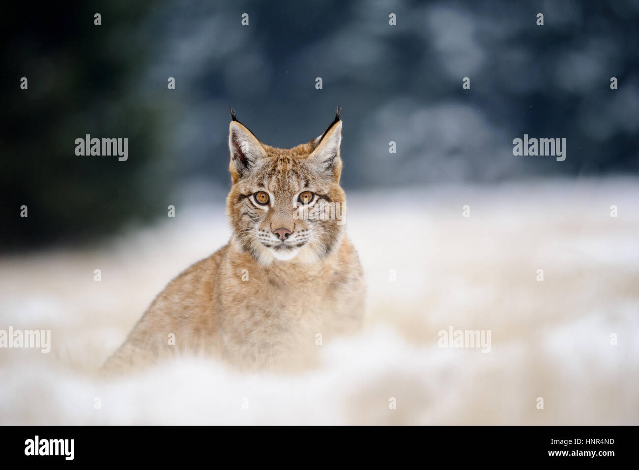 Eurasian lynx cub sitting on snowy ground. Cold winter season. Freezy ...