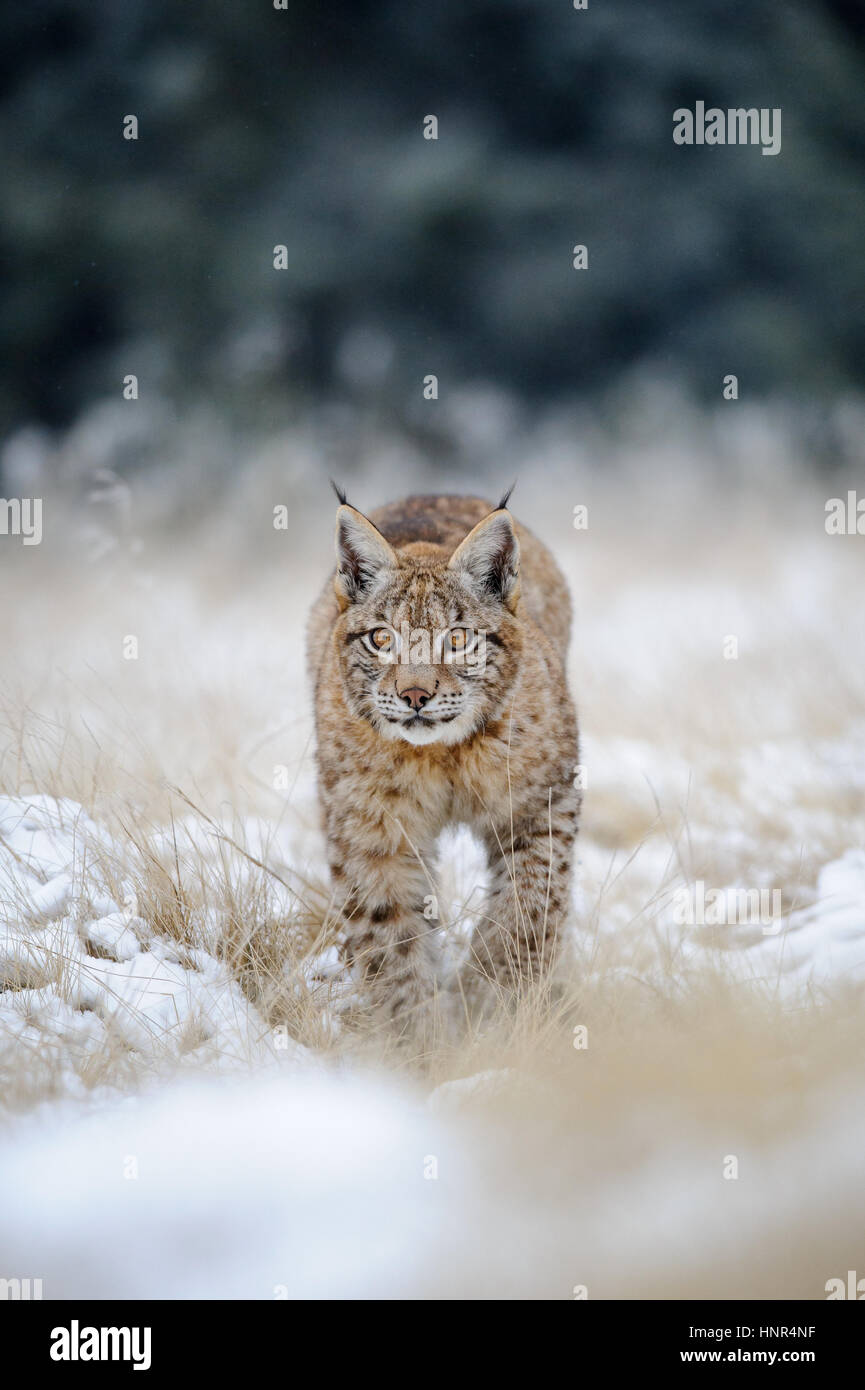 Eurasian lynx cub on snowy ground with green forest in background. Cold ...