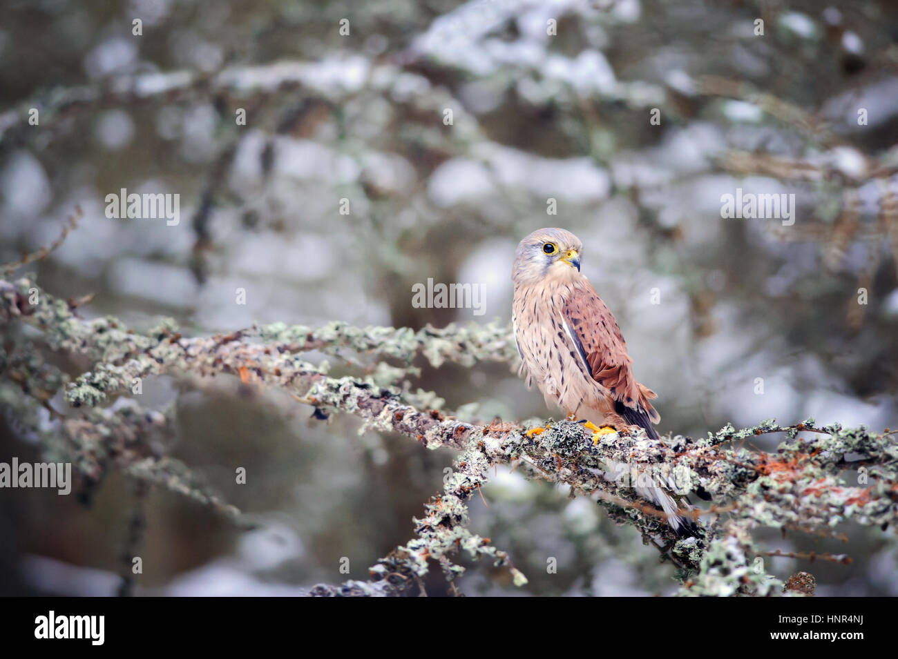 Common kestrel sitting in winter on coniferous tree with lichen. Snow ...