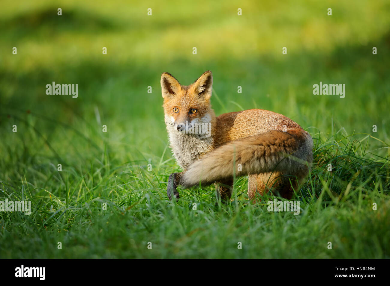 Red fox standing in his hi-res stock photography and images - Alamy