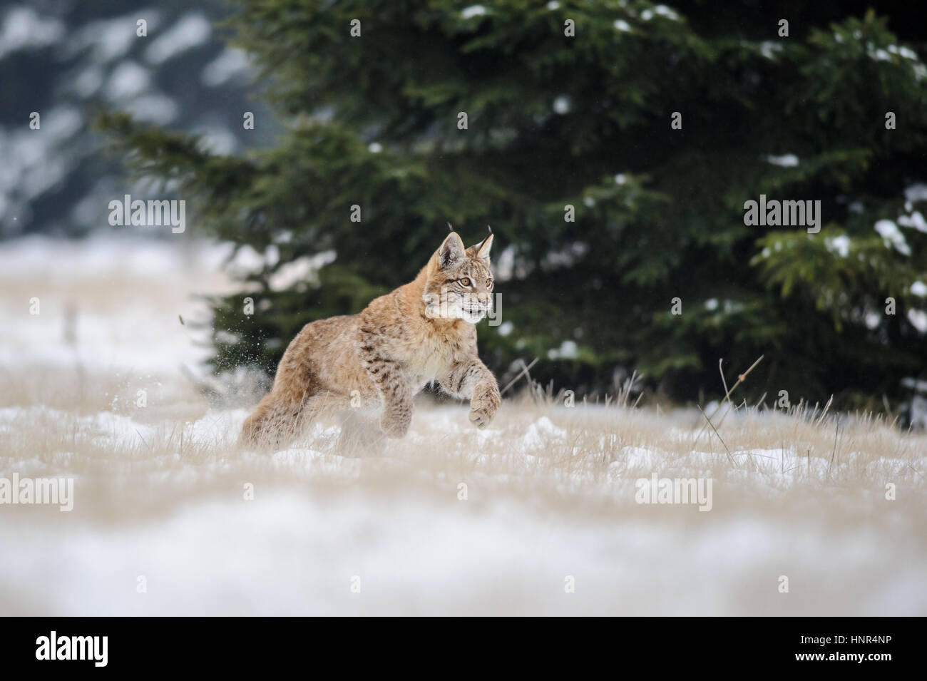 Running eurasian lynx cub on snowy ground with green tree on background ...