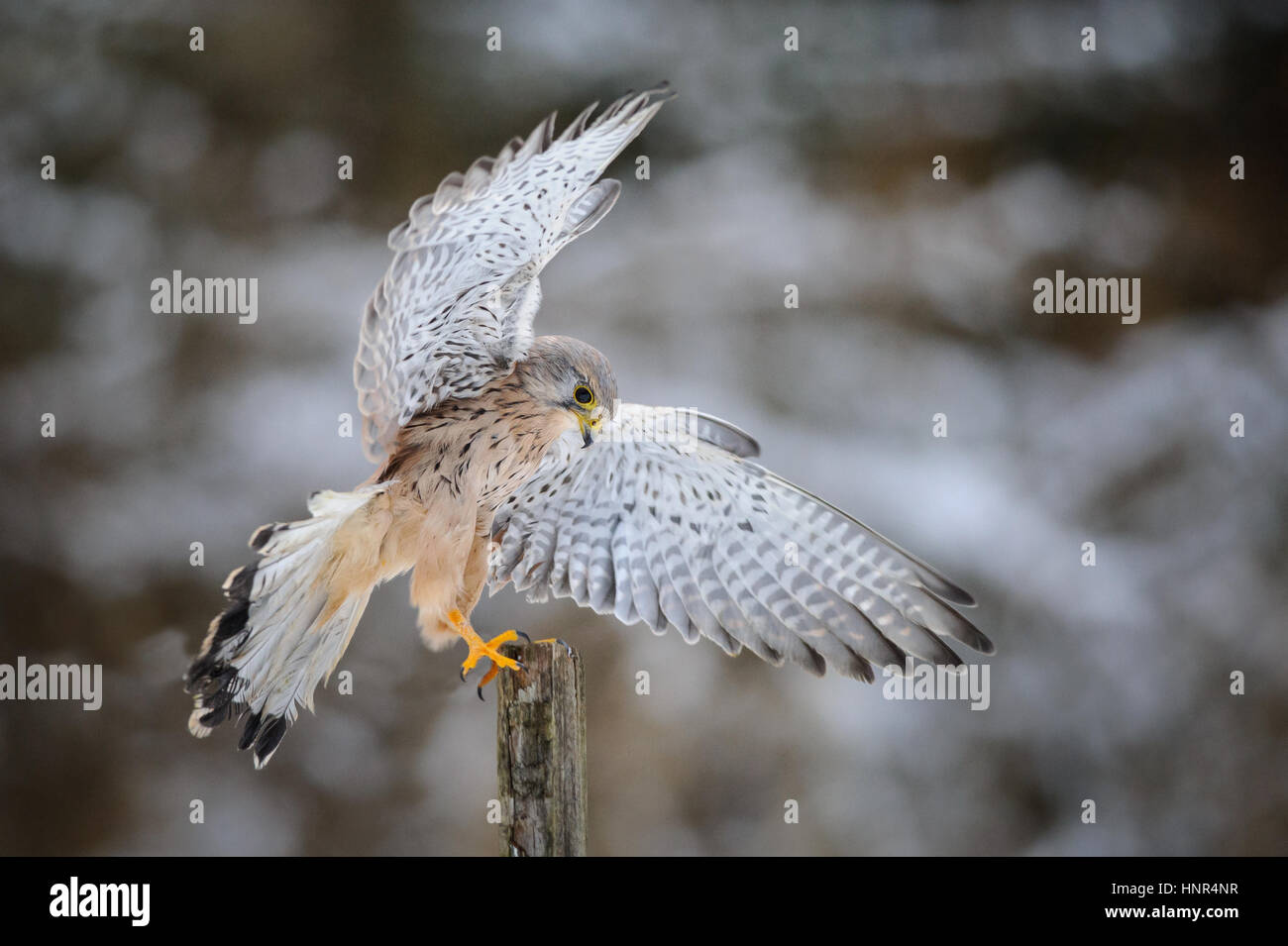 Landing common kestrel to wooden post in forest. Snow cold freeze ...
