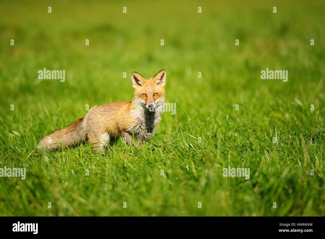 Fox Standing High Resolution Stock Photography and Images - Alamy