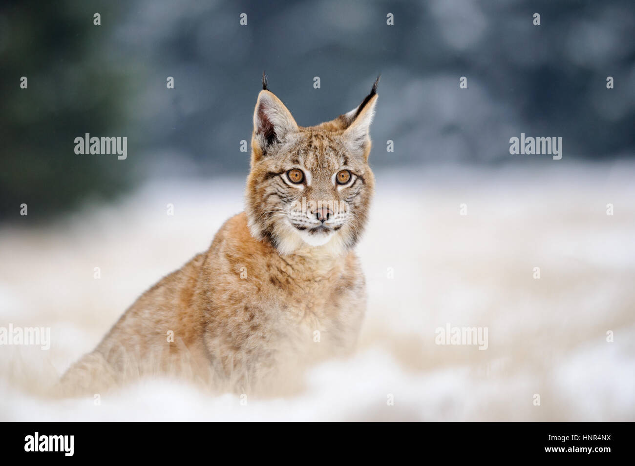 Eurasian lynx cub sitting on snowy ground. Cold winter season. Freezy ...