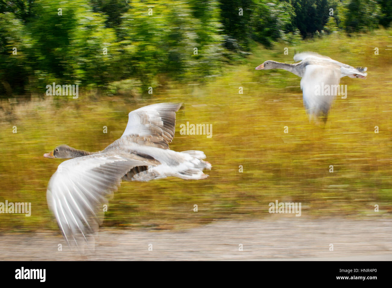 Grey_goose hi-res stock photography and images - Alamy