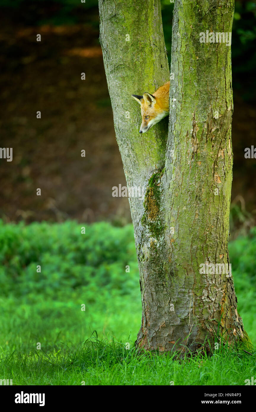 Hidden red fox looking down from tree trunk to the green grass Stock ...