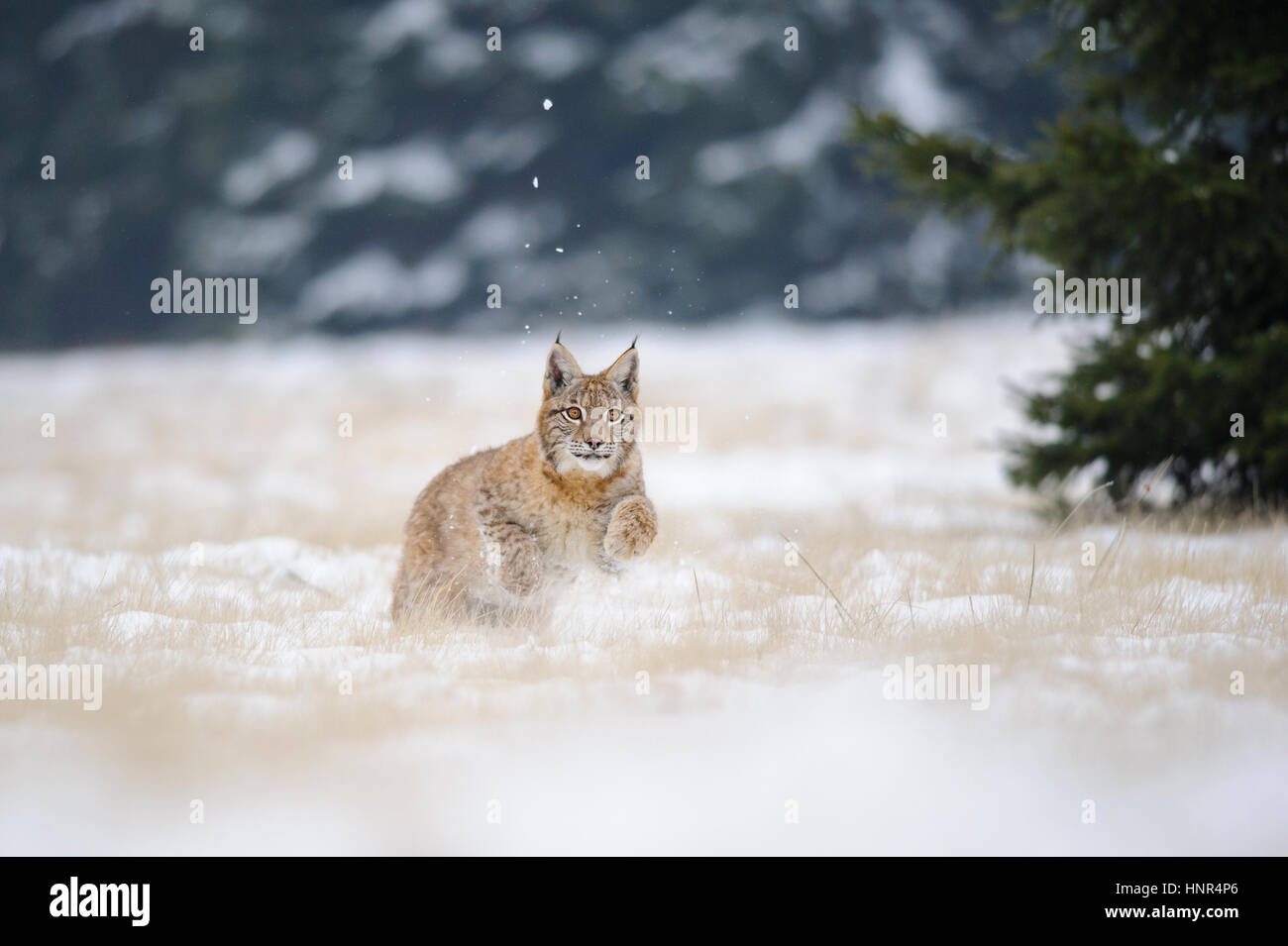 Running eurasian lynx cub on snowy ground. Cold winter season. Freezy ...