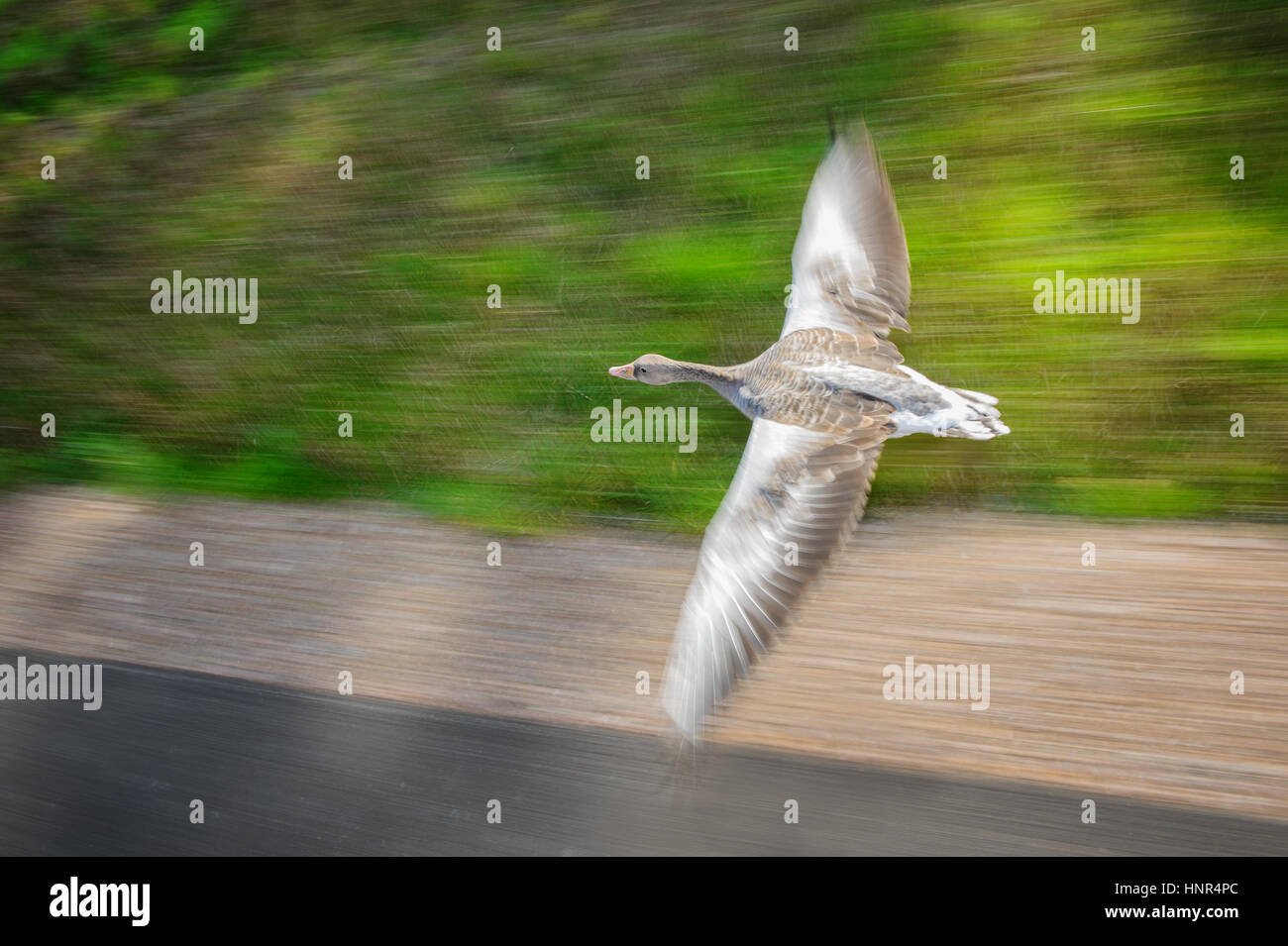 Greylag goose in fast flying speed from insight. Conceptual speed by ...