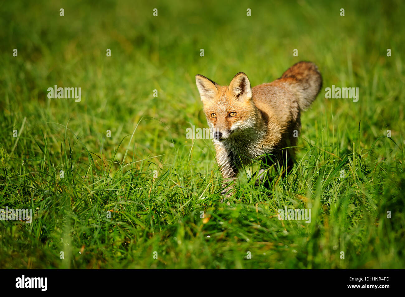 Red fox standing in his hi-res stock photography and images - Alamy