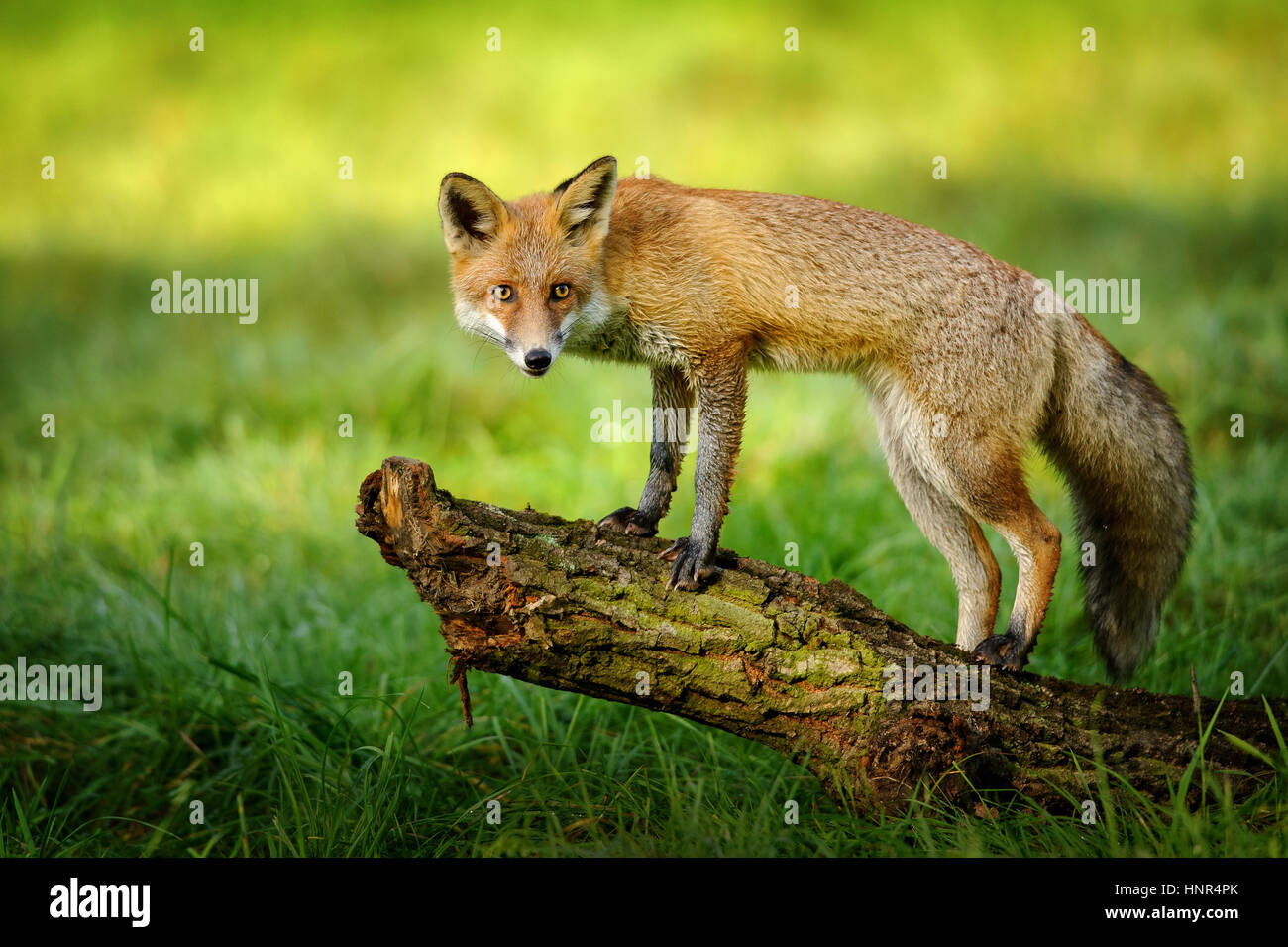 Red fox standing on tree hi-res stock photography and images - Alamy