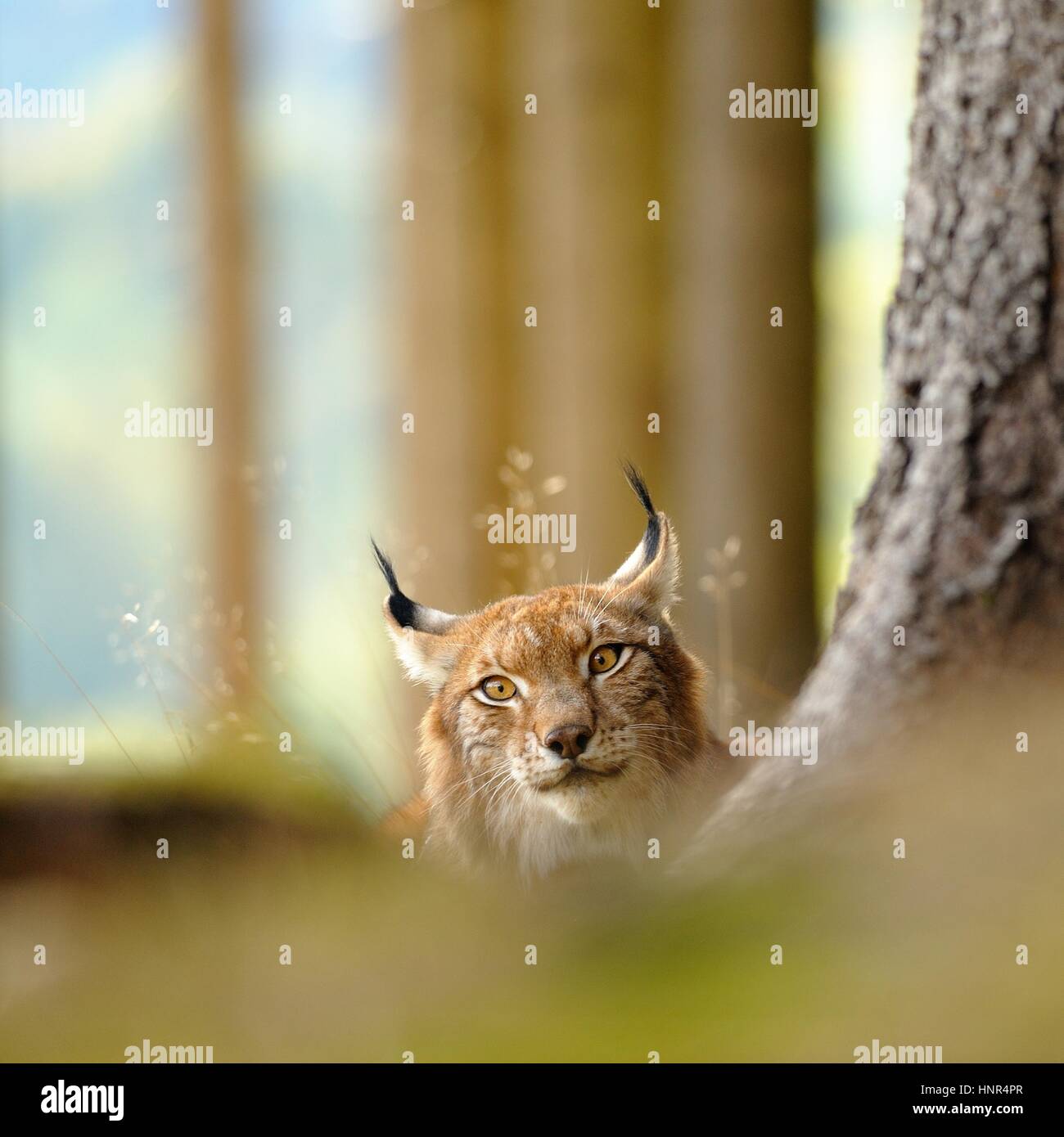 Animal hidding hi-res stock photography and images - Alamy