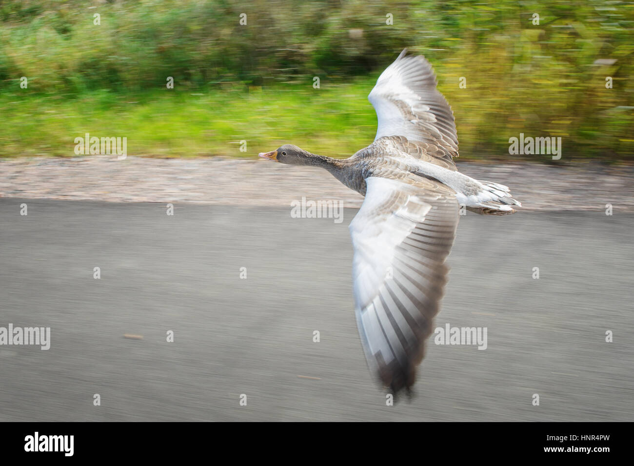 Panning field hi-res stock photography and images - Alamy