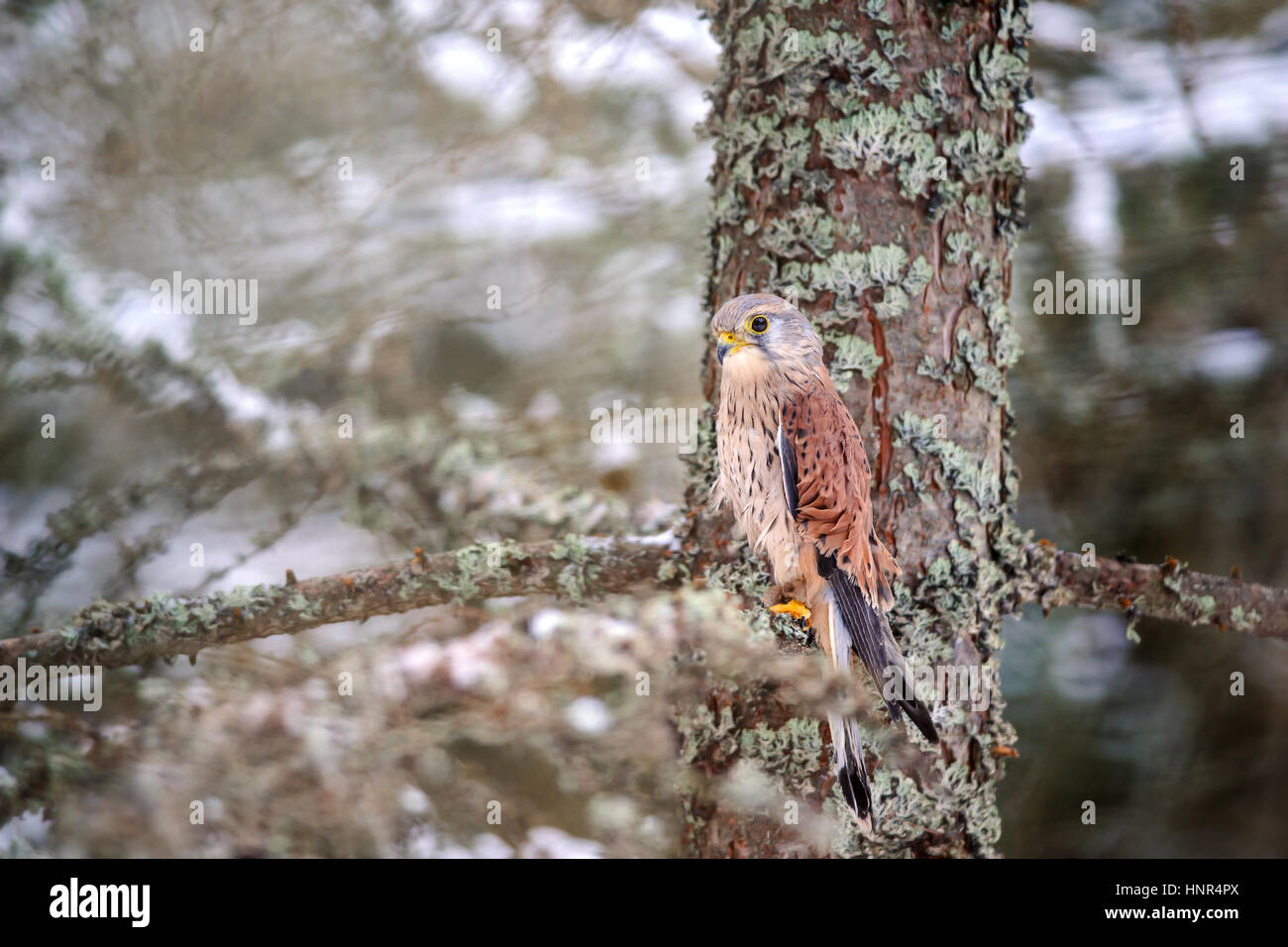 Common kestrel sitting in winter on coniferous tree with lichen. Snow ...