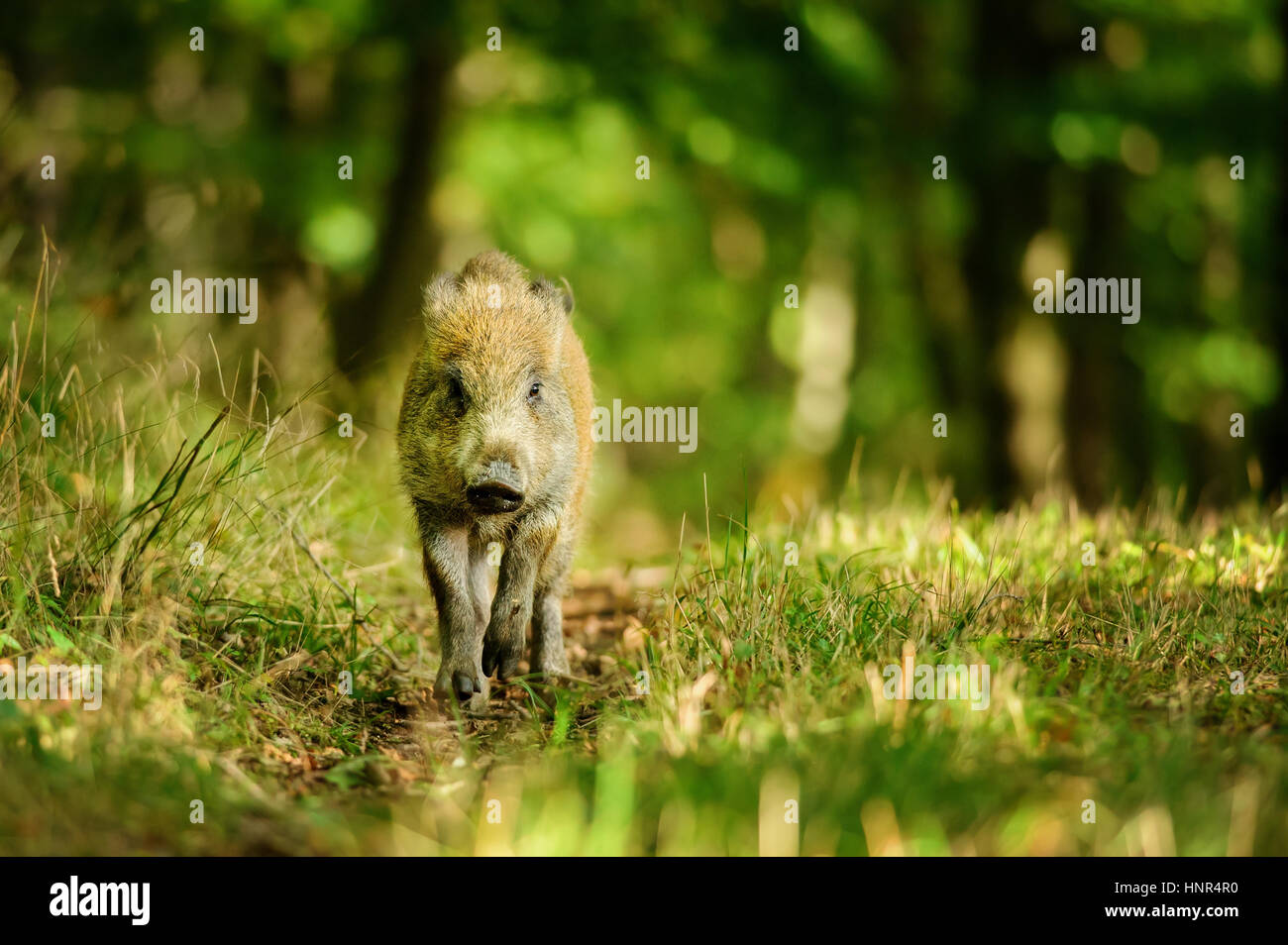 Runing wild boar in colorfull forestfrom front view Stock Photo - Alamy