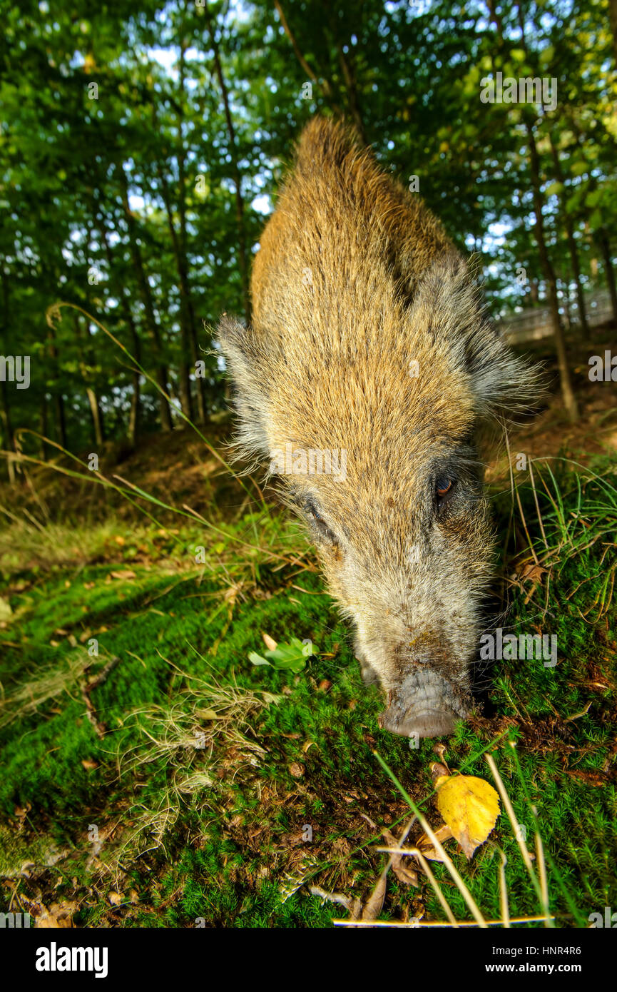 Sniffing wild boar juvenile from closeup wide angle view in autumn ...