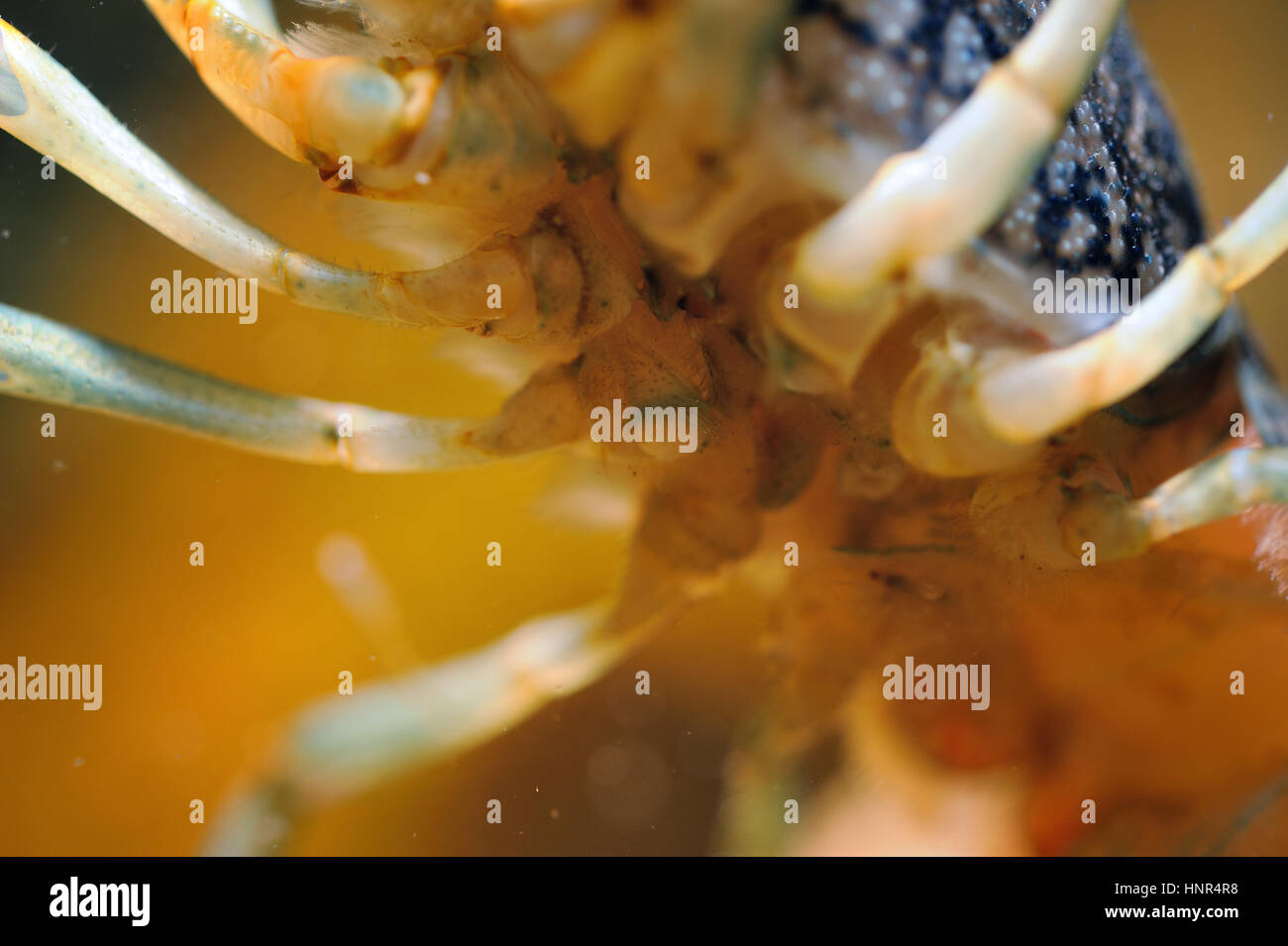 Underneath the tank hi-res stock photography and images - Alamy