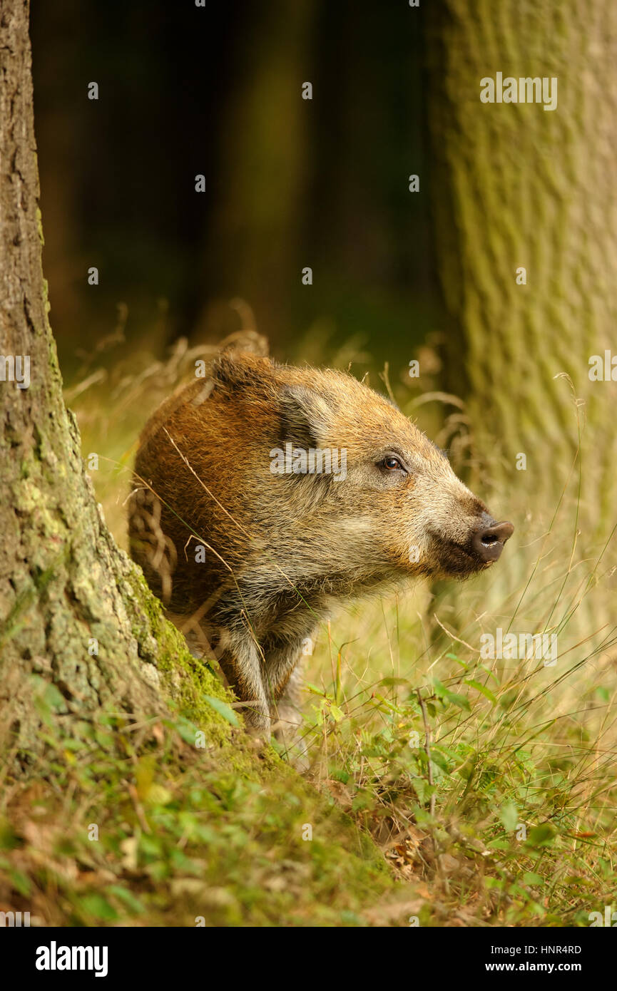 Wild boar baby in yellow grass sniffing between tree trunks in autumn ...
