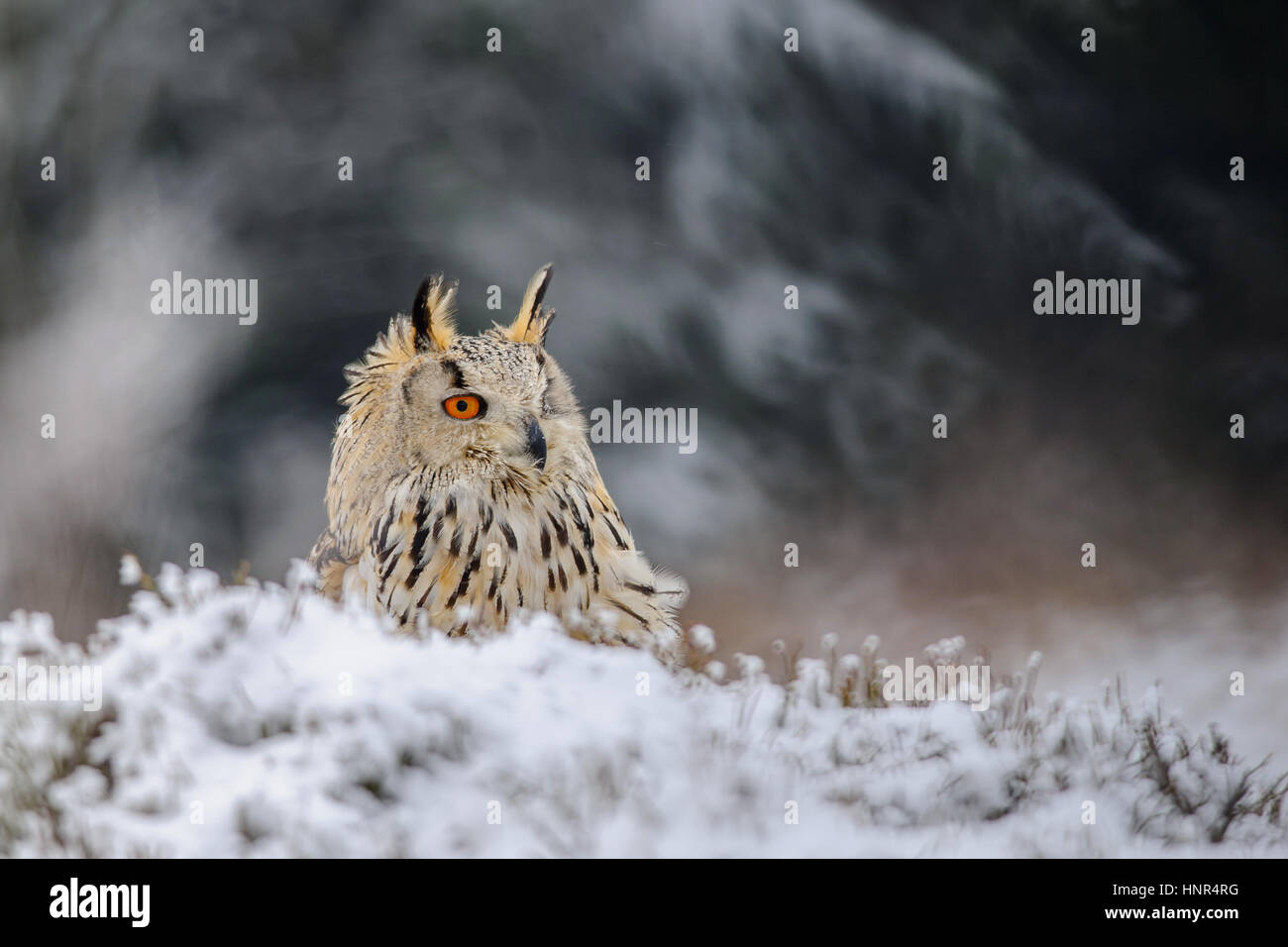 Eurasian Eagle Owl sitting on the ground with snow in winter time ...