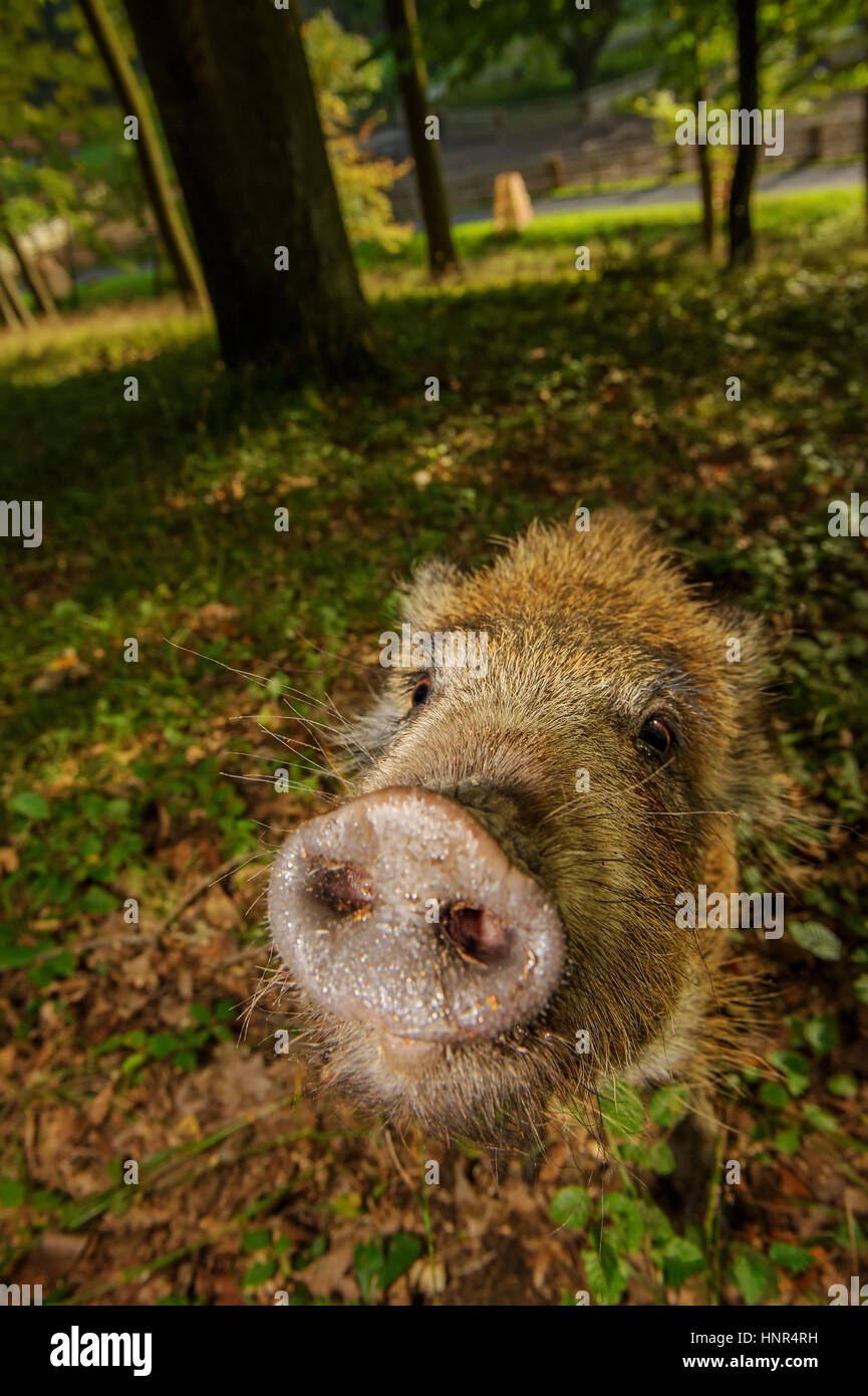 Baby boar asia hi-res stock photography and images - Alamy