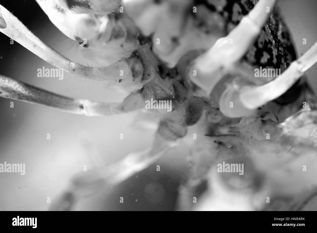 Crayfish Black and White Stock Photos & Images - Alamy Crayfish Black and White Stock Photos & Images - Alamy