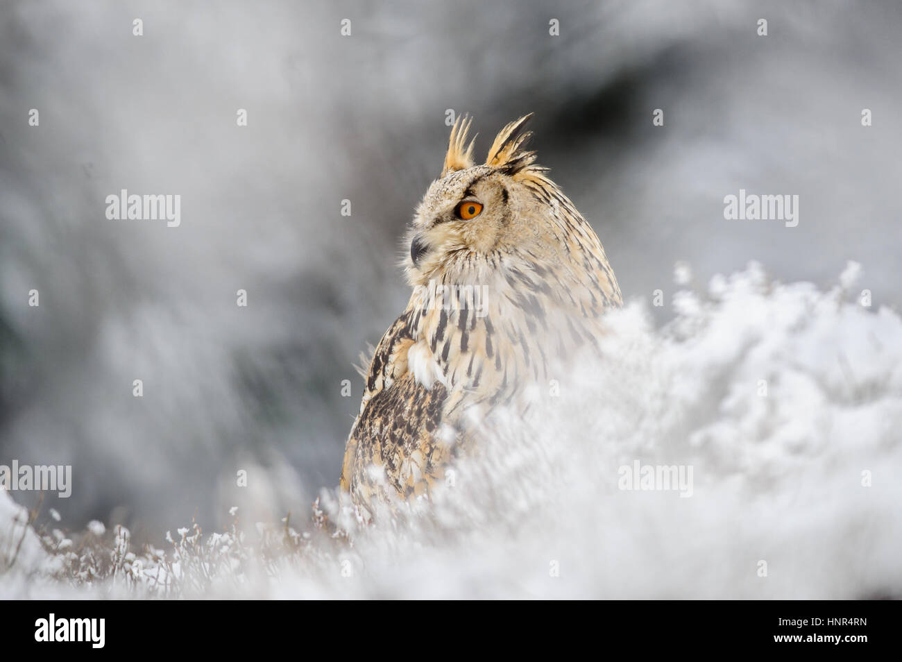 Eurasian Eagle Owl sitting on the ground with snow in winter time ...