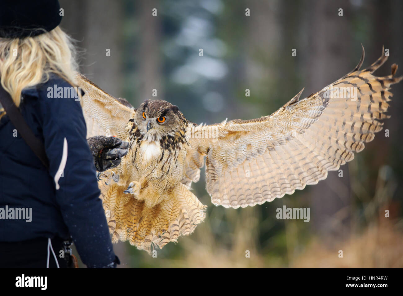 Falconry hi-res stock photography and images - Alamy