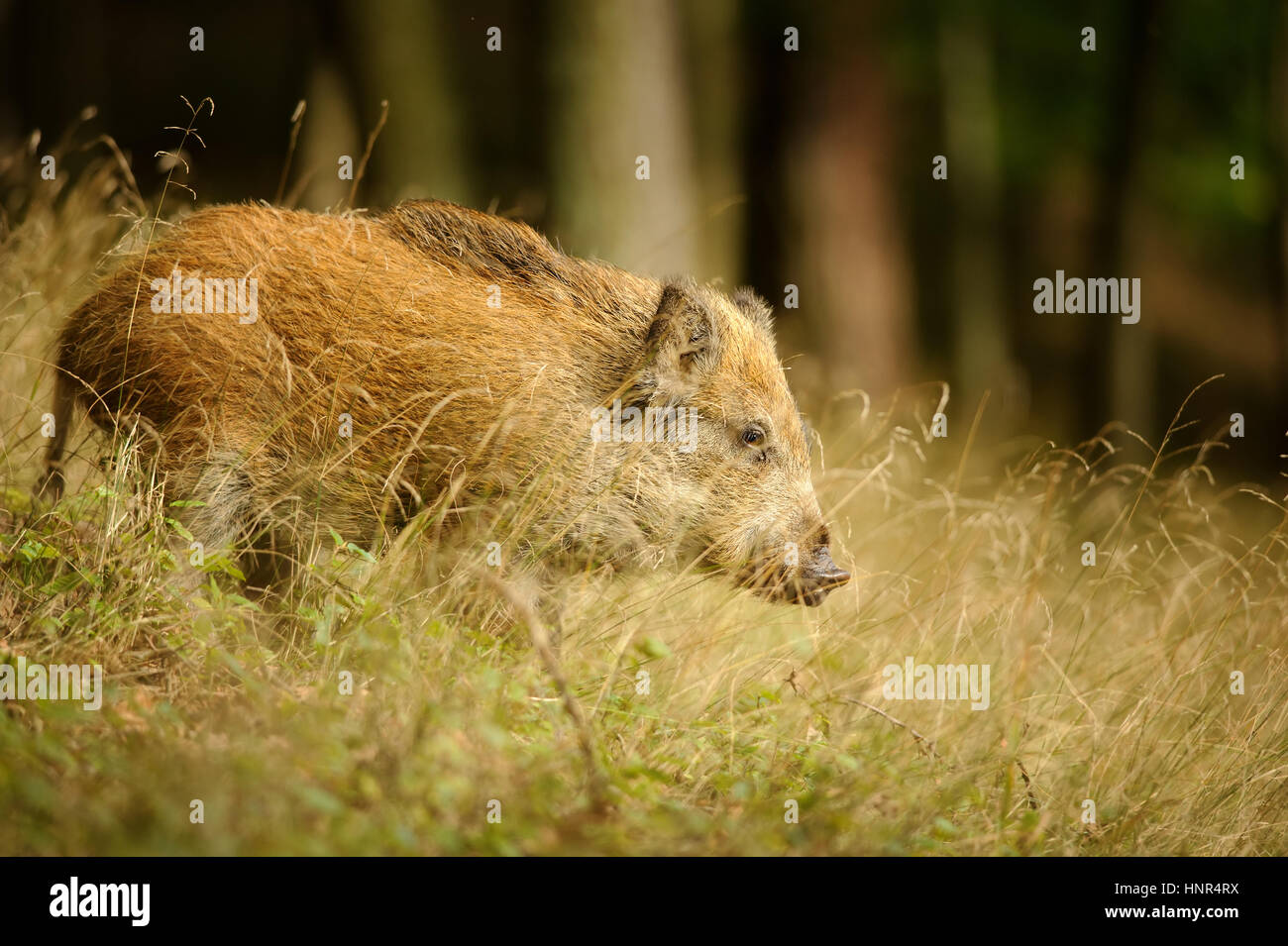 Long ranging species hi-res stock photography and images - Alamy
