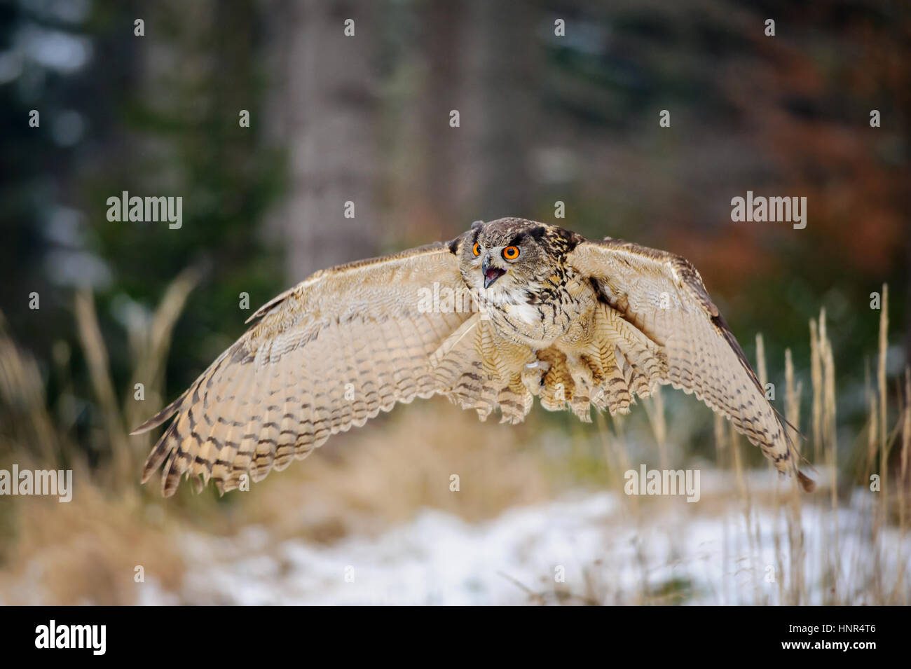 Eurasian eagle owl with open beak hi-res stock photography and images ...
