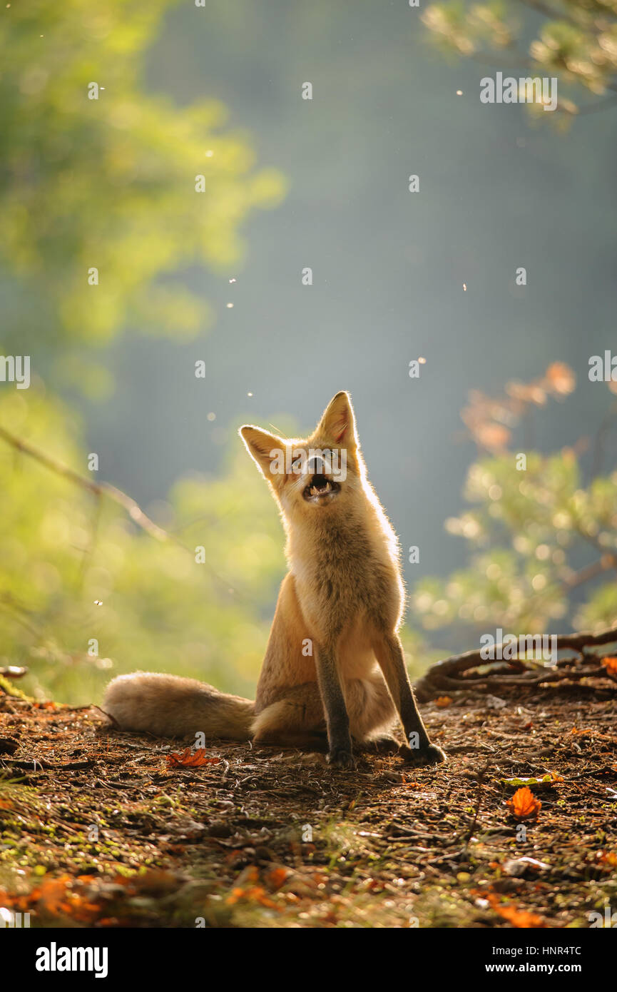 Fox looking up hi-res stock photography and images - Alamy
