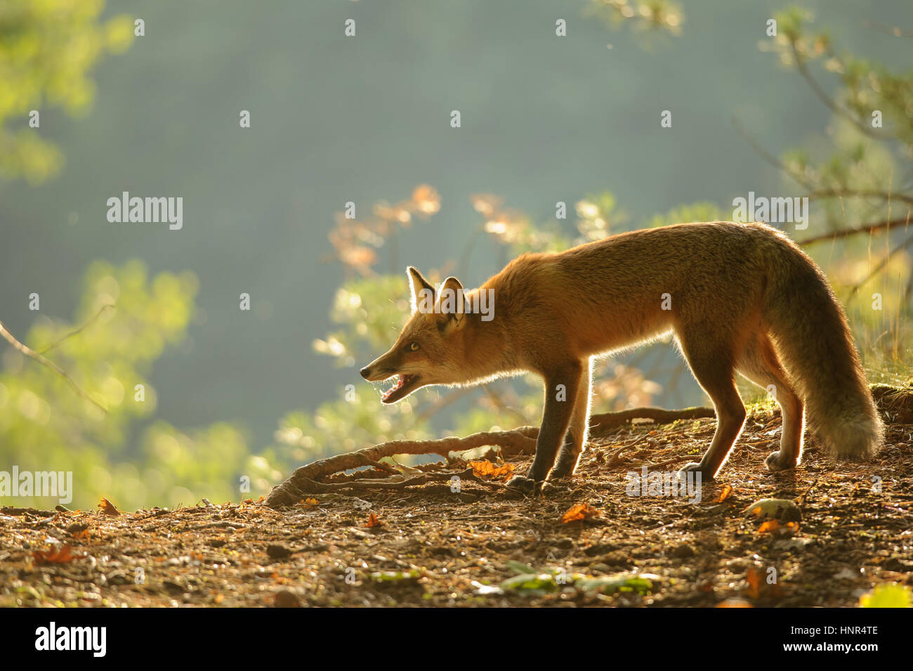 Red Fox Mouth Open High Resolution Stock Photography and Images - Alamy