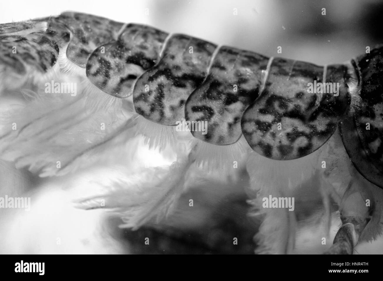 Crayfish tail detail inder water with shell plates in black and white ...