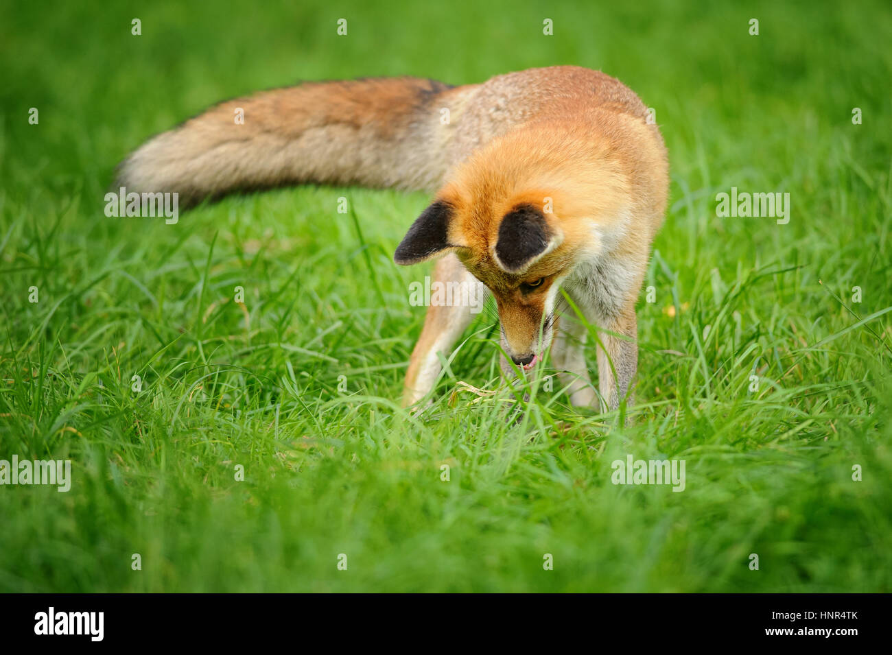 Red fox standing looking down to green grass from front view with tail ...