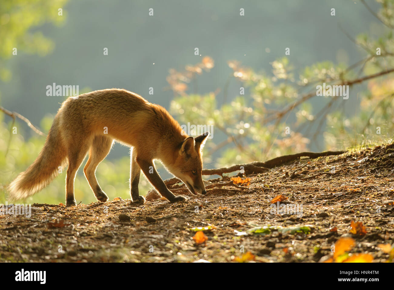 Sniffing red fox in beauty autumn backlight from side view Stock Photo ...