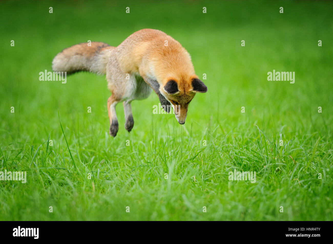 Red fox on hunt when mousing in grass field during autumn from front ...