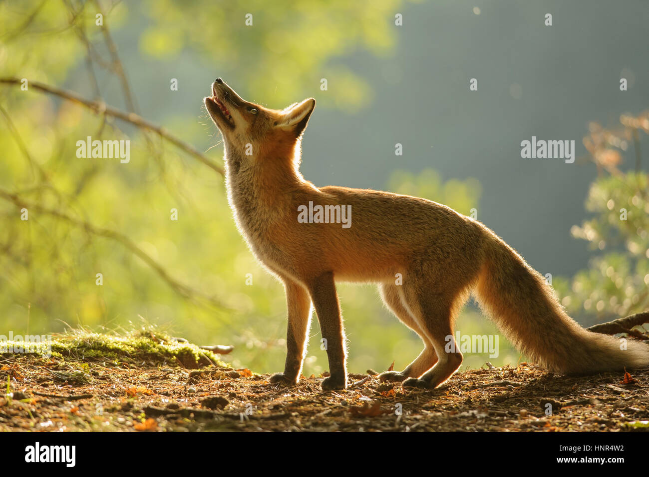 Red fox from side standing in beauty autumn backllight and looking up ...