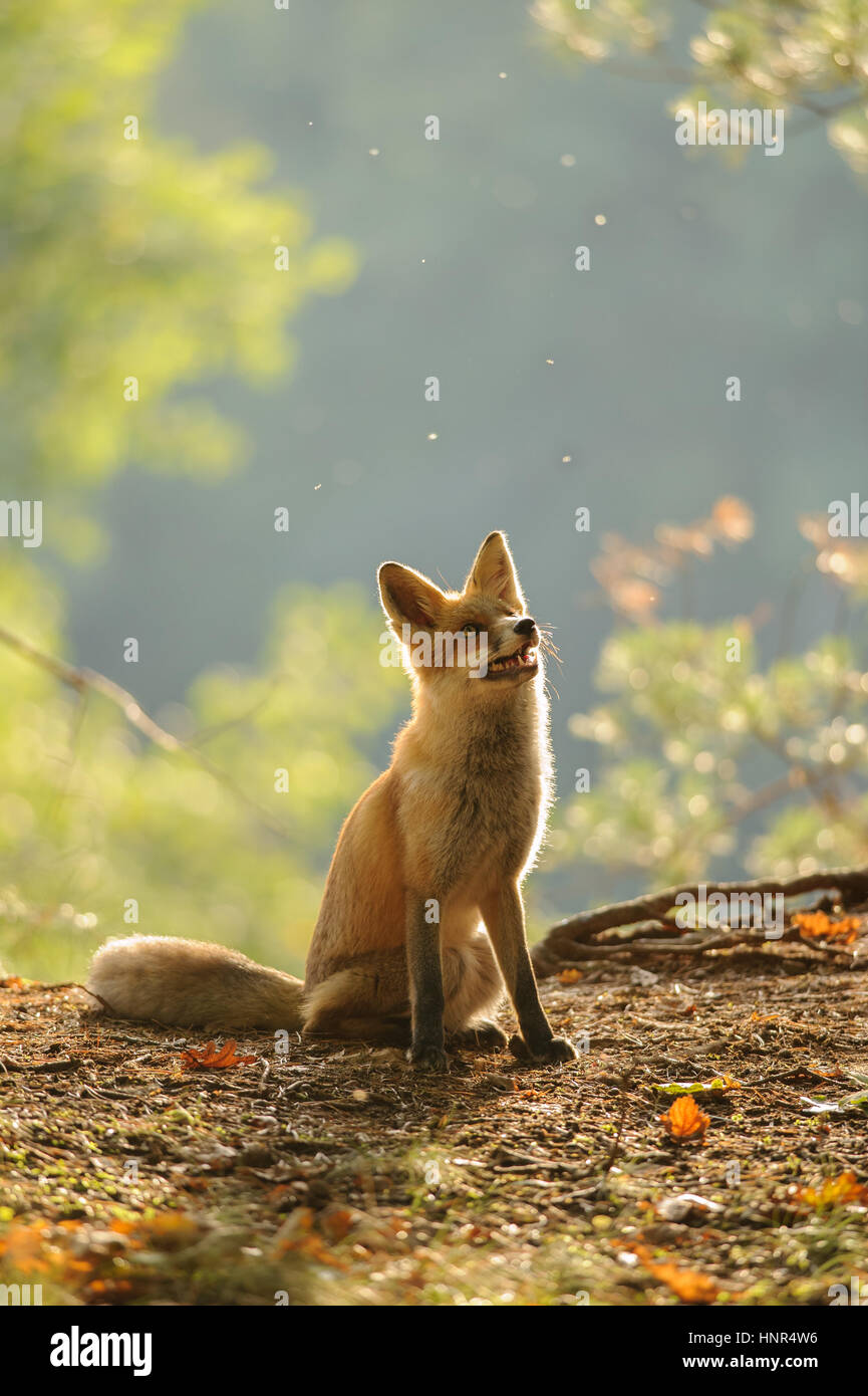Fox looking up hi-res stock photography and images - Alamy