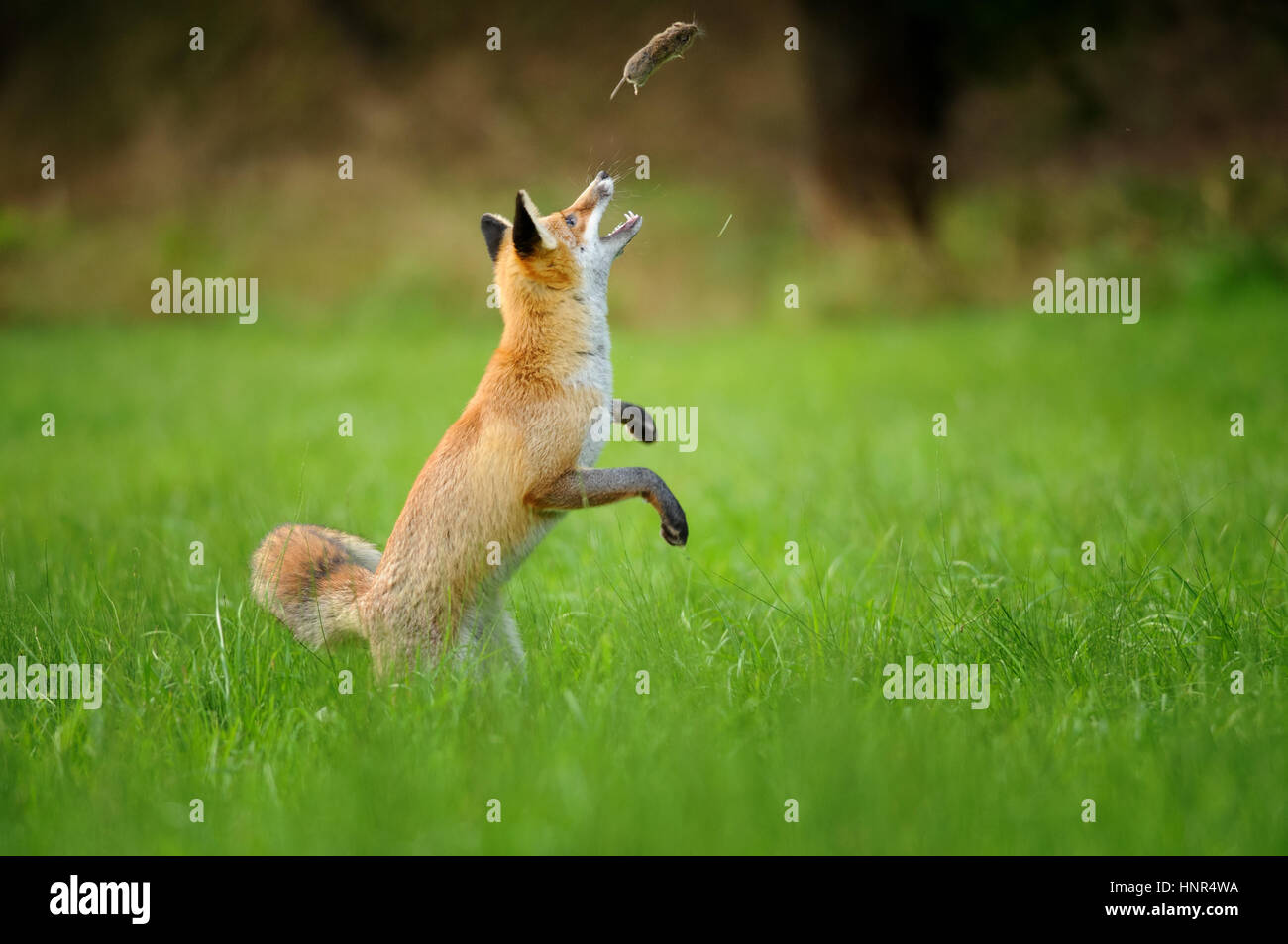 Playfull red fox throwing haunted mouse upon green grass during autumn ...