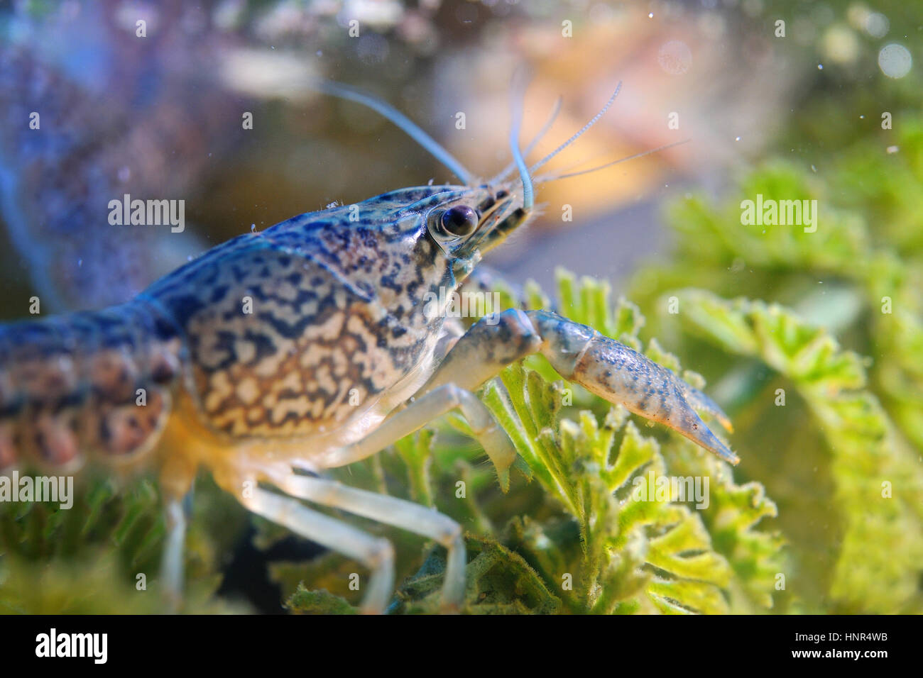 Crayfish water hi-res stock photography and images - Alamy