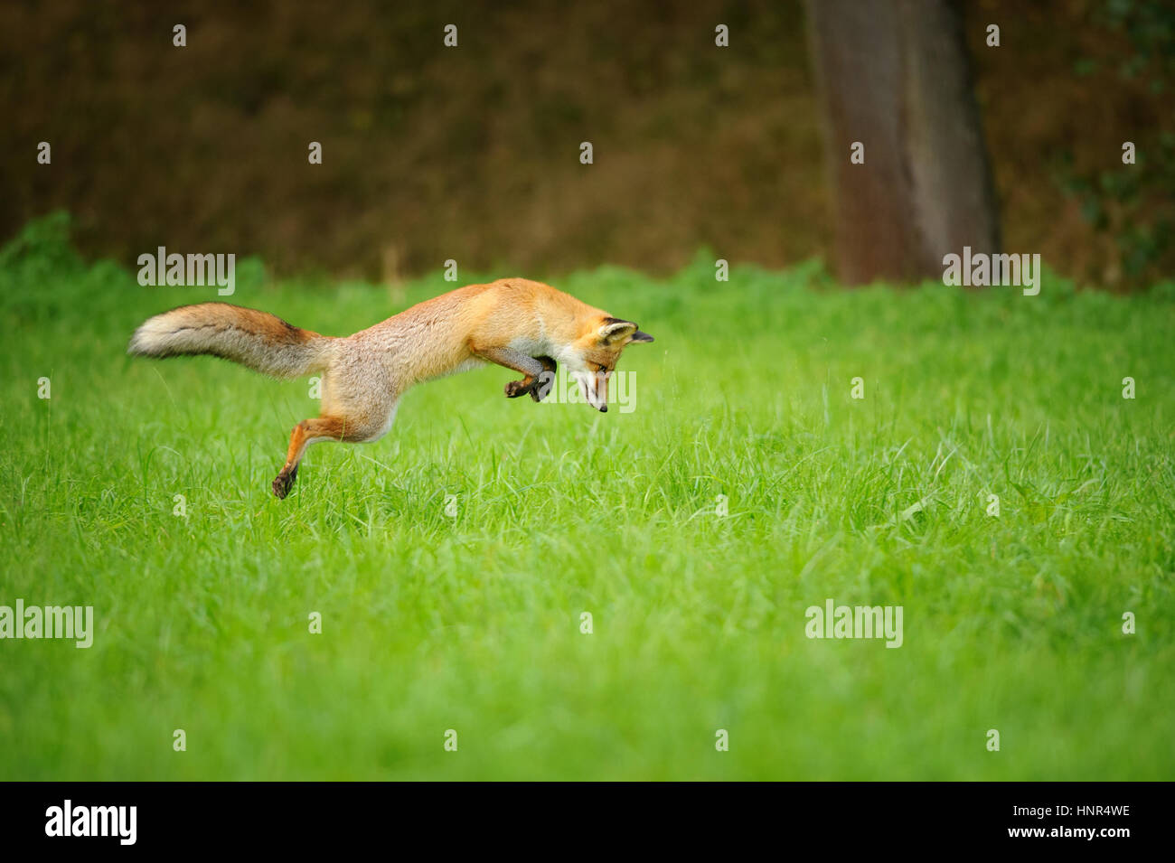 Red fox on hunt when mousing in grass field during autumn with forrest ...
