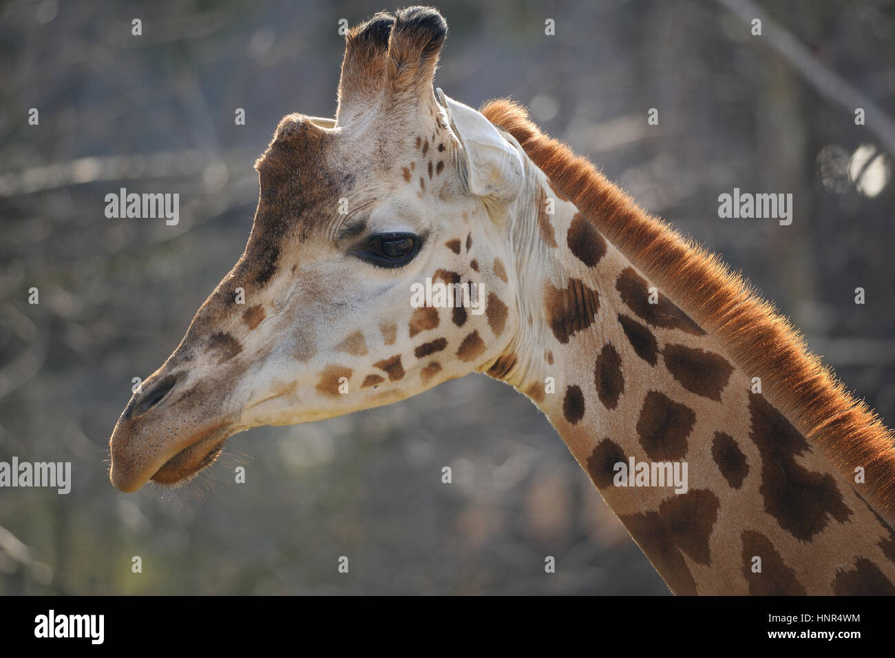 Giraffe From The Side High Resolution Stock Photography and Images - Alamy