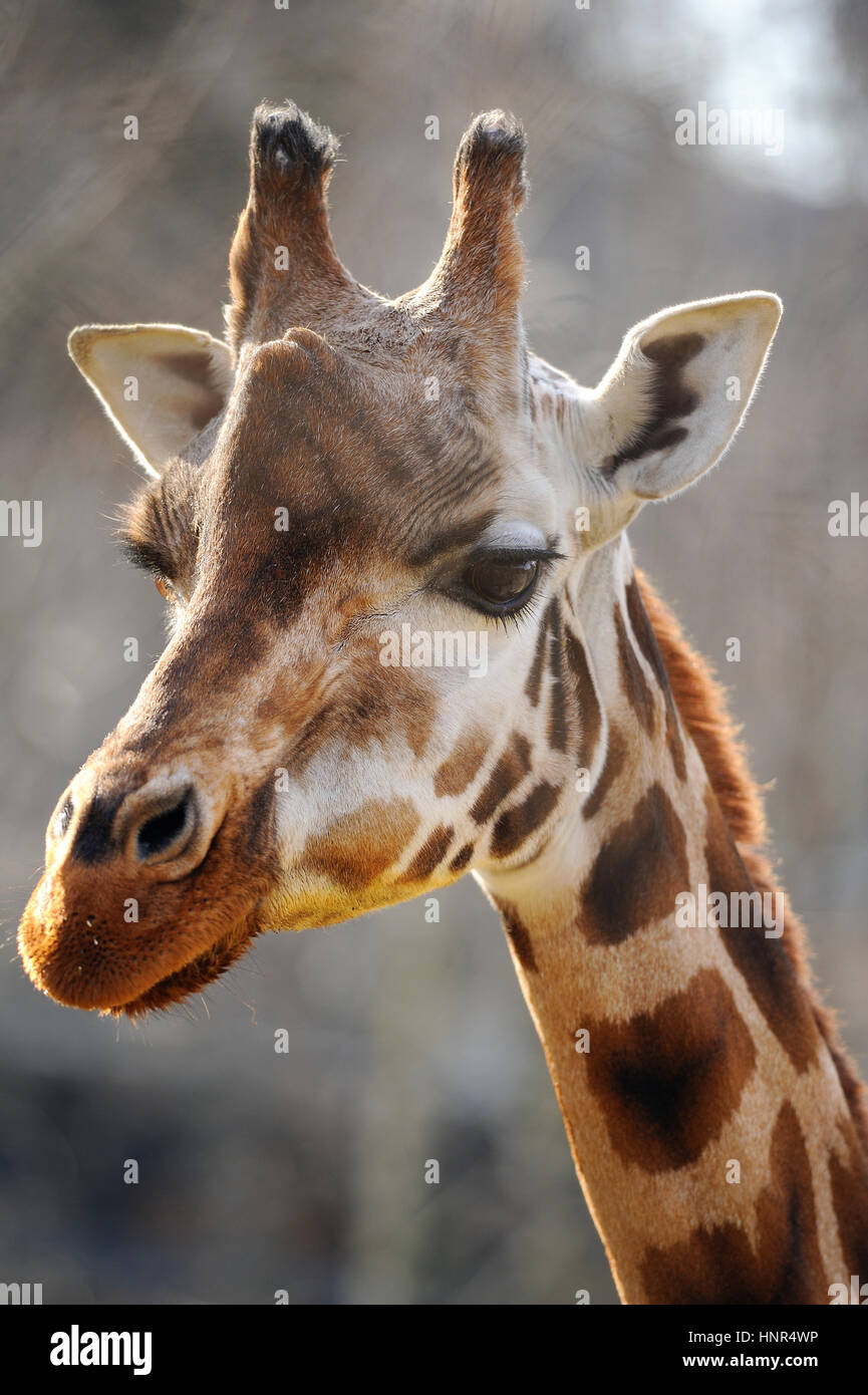Girrafe head with neck from closeup view Stock Photo - Alamy