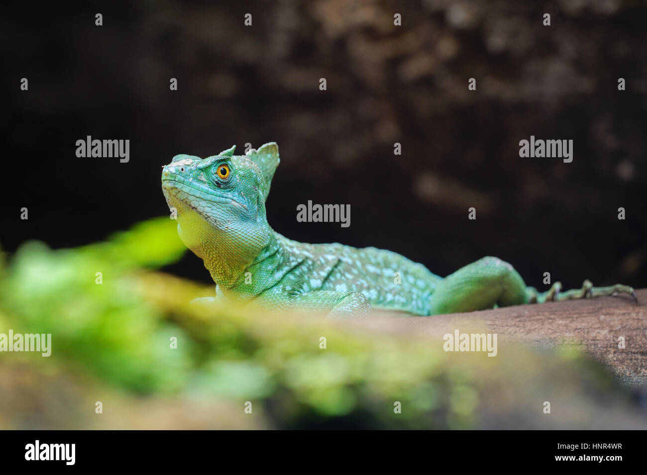 Plumed tail hi-res stock photography and images - Alamy